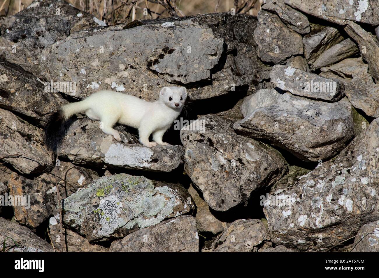 Ermine stoat mustela erminea on hi-res stock photography and images - Alamy