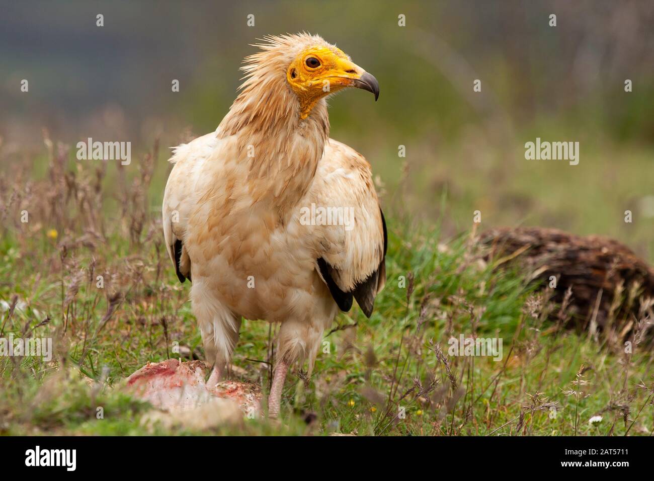 Egyptian vulture (Neophron percnopterus) long thin beak vulture Stock ...