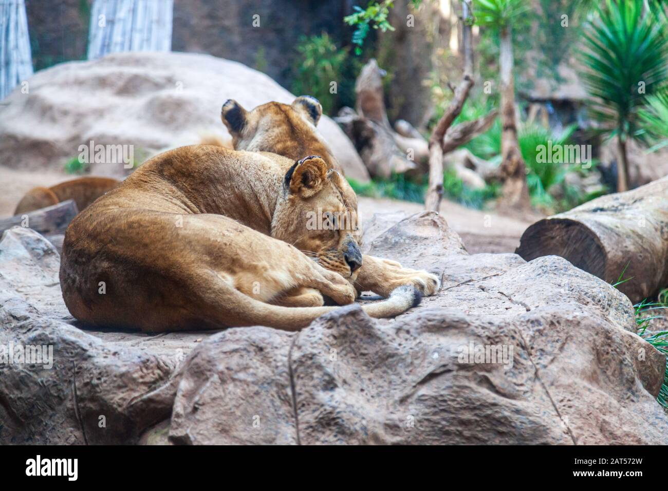 lion napping at loro parque zoo tenerife Stock Photo - Alamy
