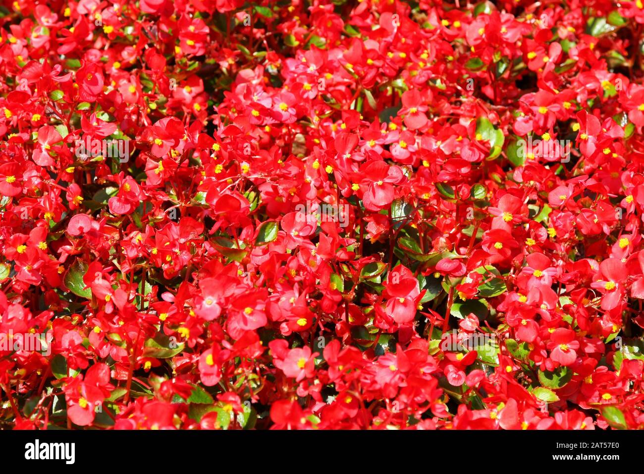 Big botanical garden with pure red flowers Stock Photo - Alamy
