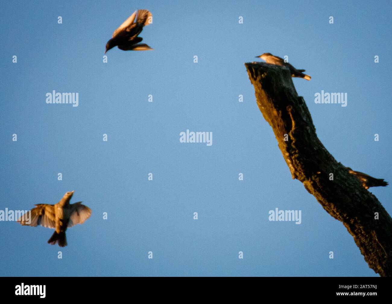 Low angle shot of three birds flying in a clear blue sky Stock Photo ...