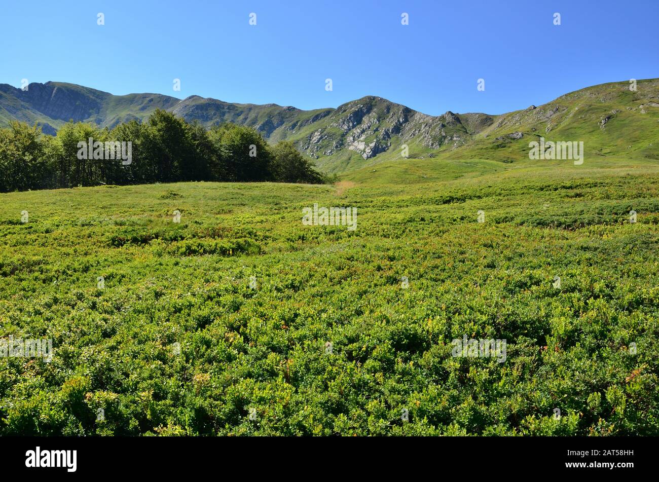 High green mountain plateau Stock Photo - Alamy