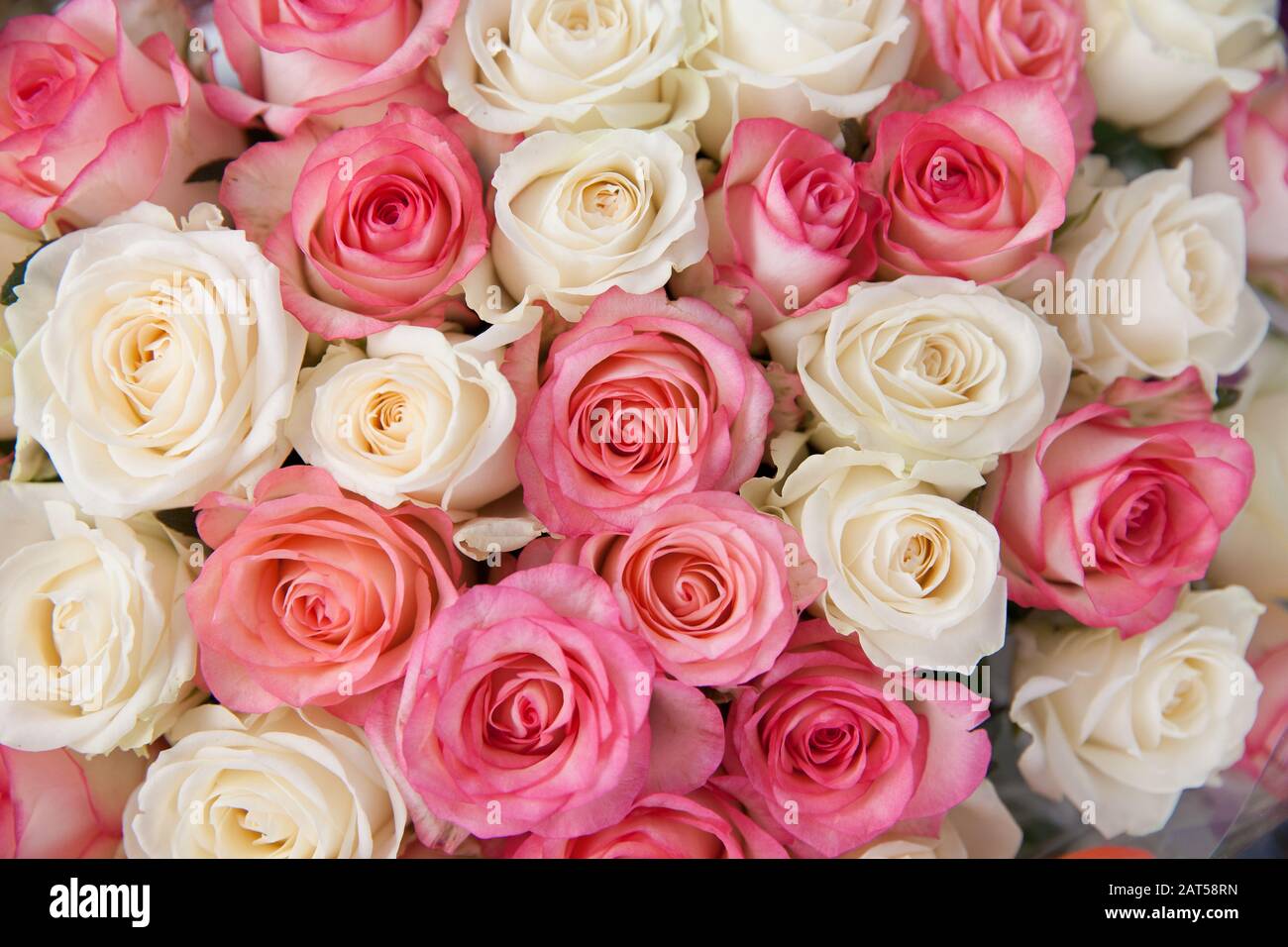 Very large roses mixed bouquet hi-res stock photography and images - Alamy