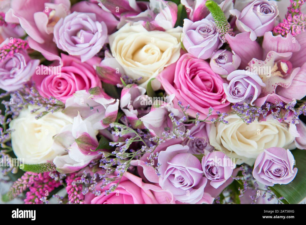 Violet roses. Large bouquet of roses. Background of roses Stock Photo ...