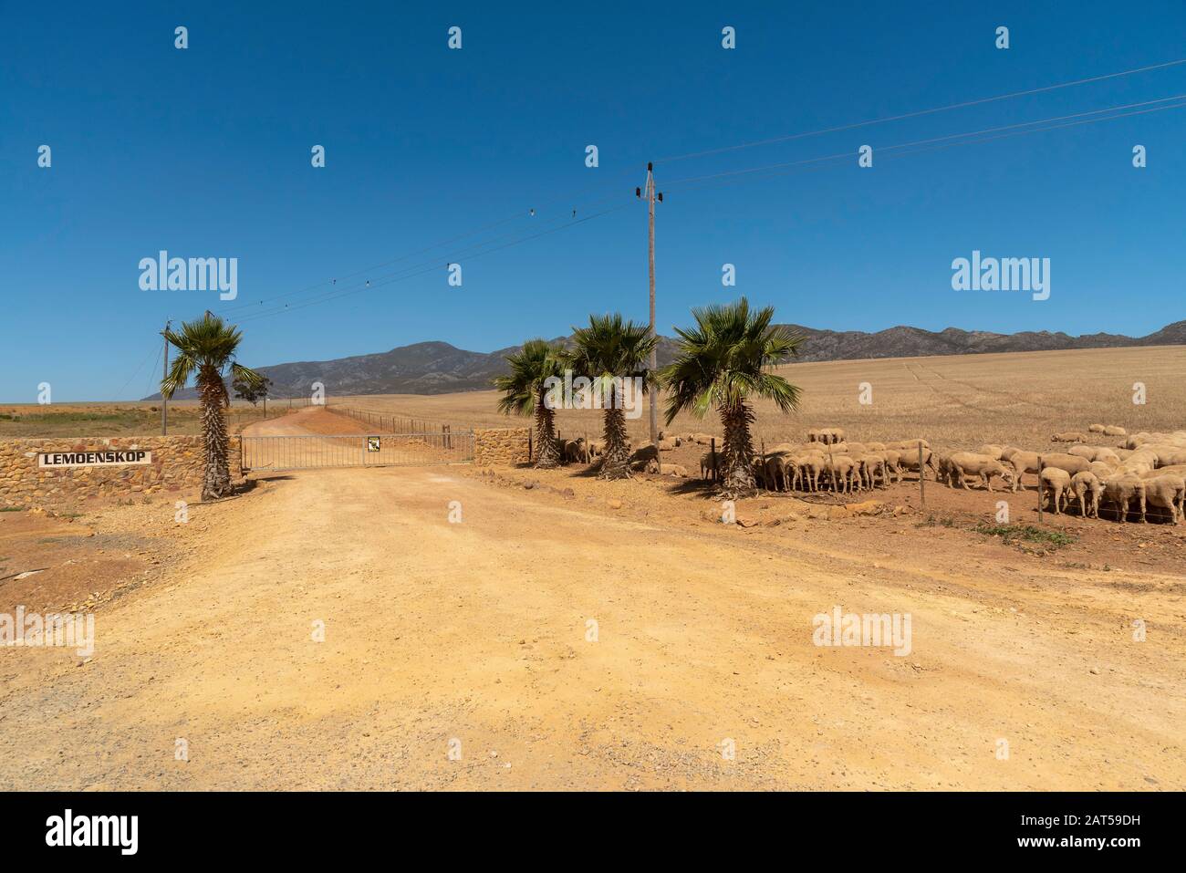 Caledon, Overberg region, South Africa. Dec2019. Sheep garzing on a ...