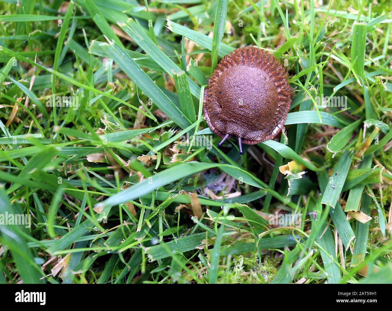 Cracow. Krakow. Poland. Spanish slug, Lusitanian slug (Arion ...