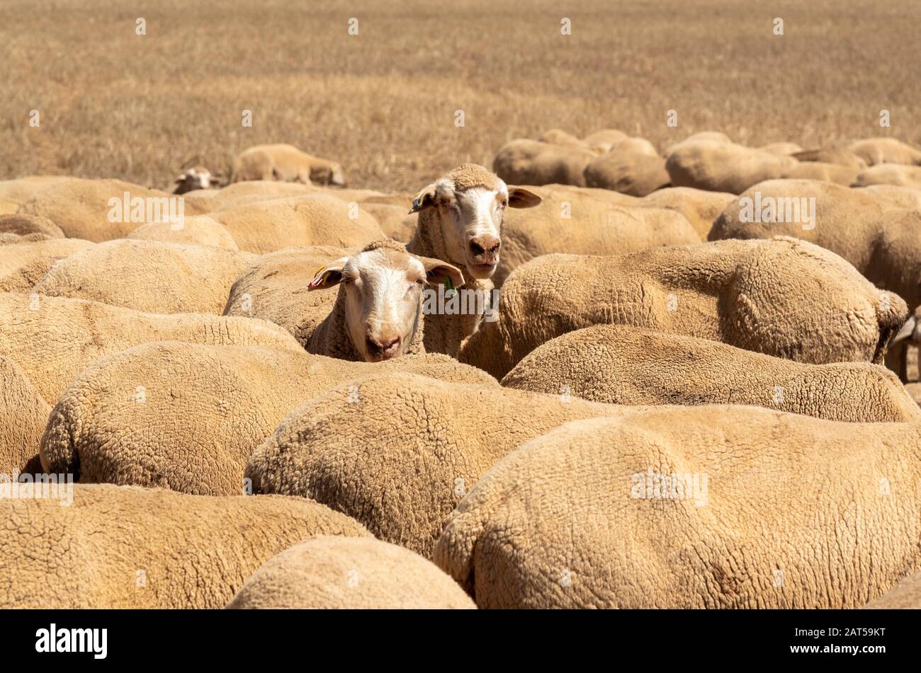 Caledon, Overberg region, South Africa. Dec2019. Sheep garzing on a ...