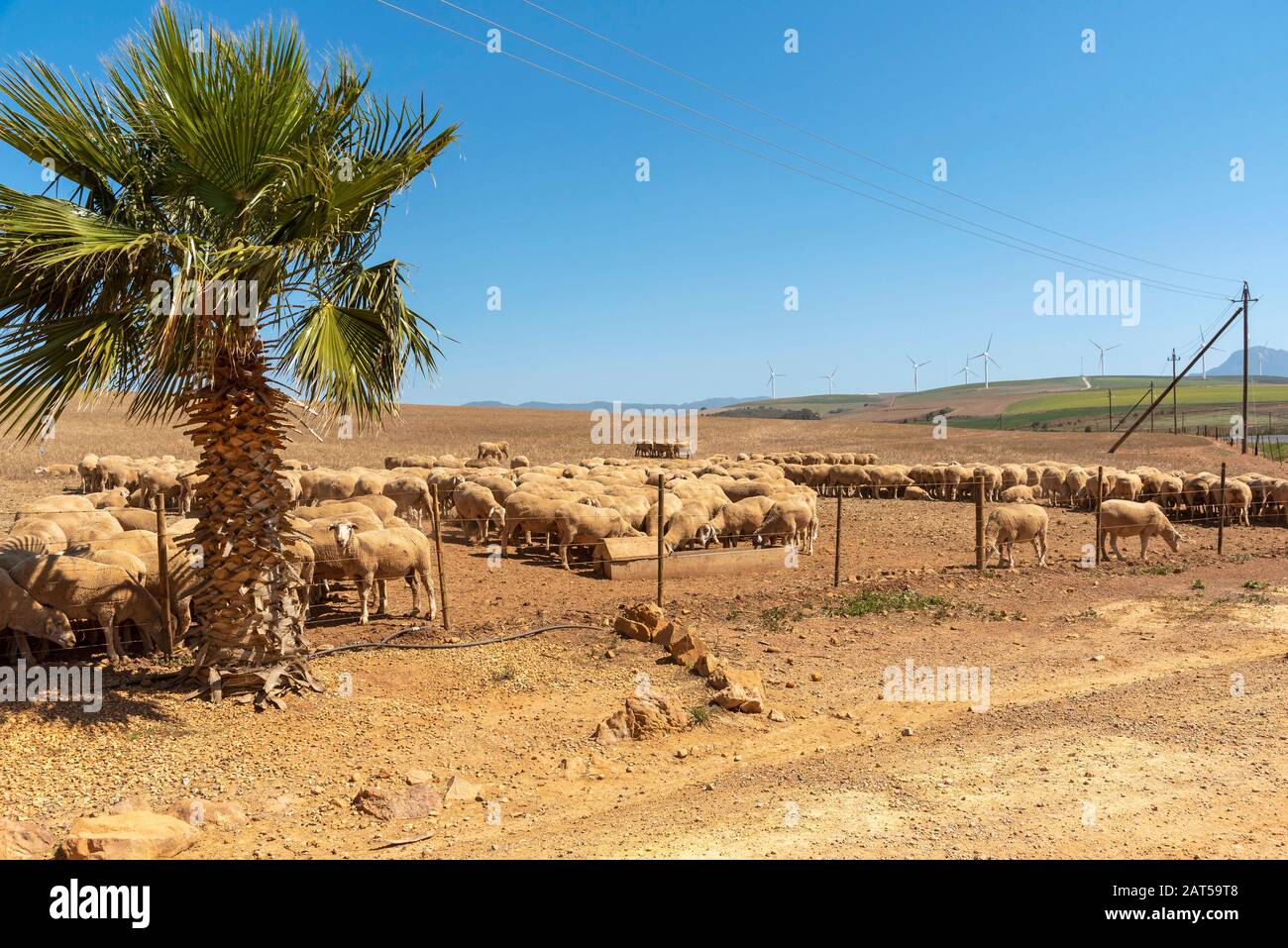 Caledon, Overberg region, South Africa. Dec2019. Sheep garzing on a ...