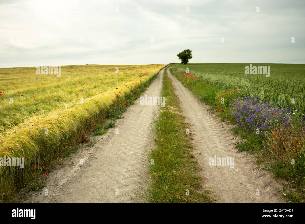 A straight dirt road through fields, tree to the horizon and sky Stock ...