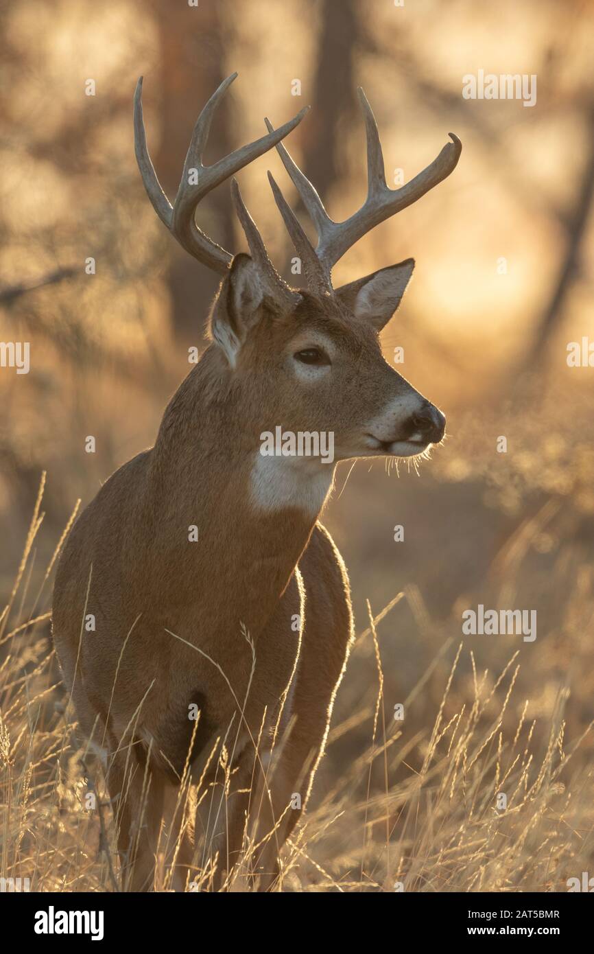 Whitetail Deer Buck in Colorado in Fall Stock Photo - Alamy