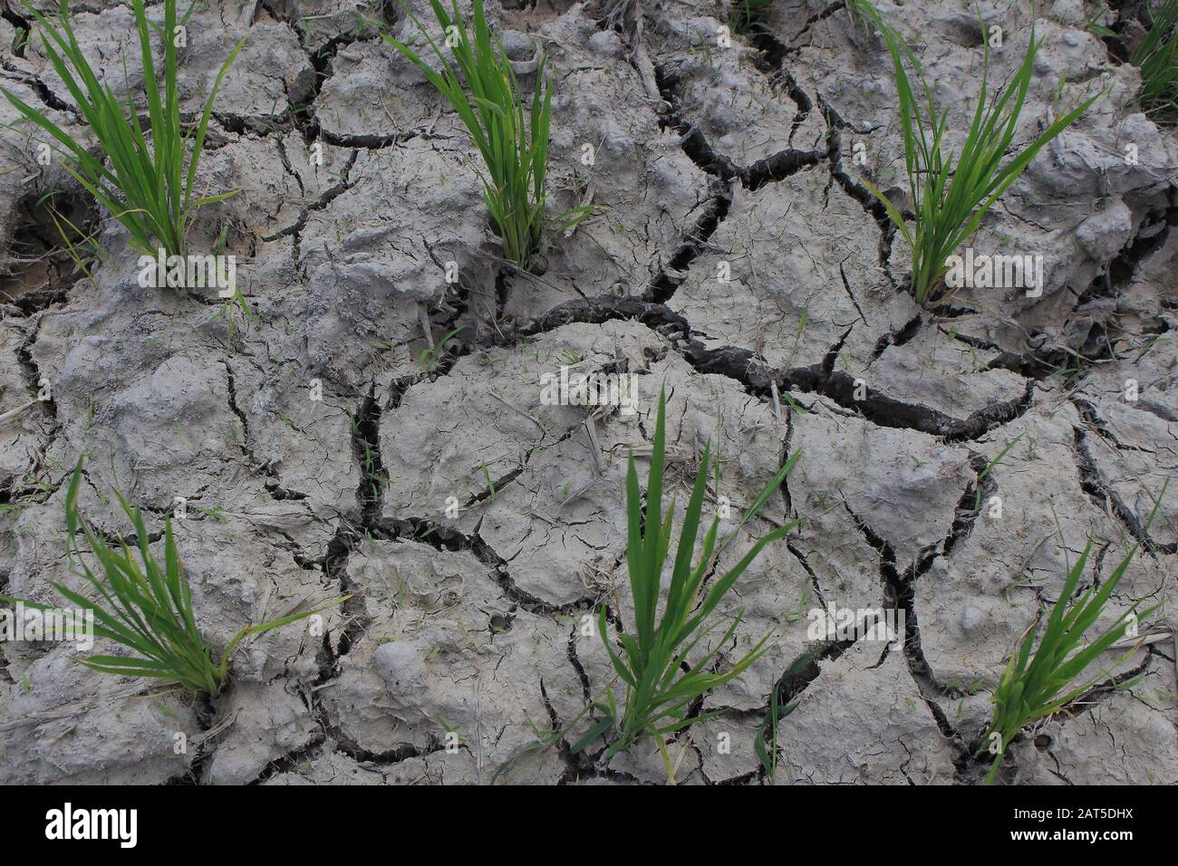 Rice fields hit by drought in North Aceh Regency.Farmers set up water ...