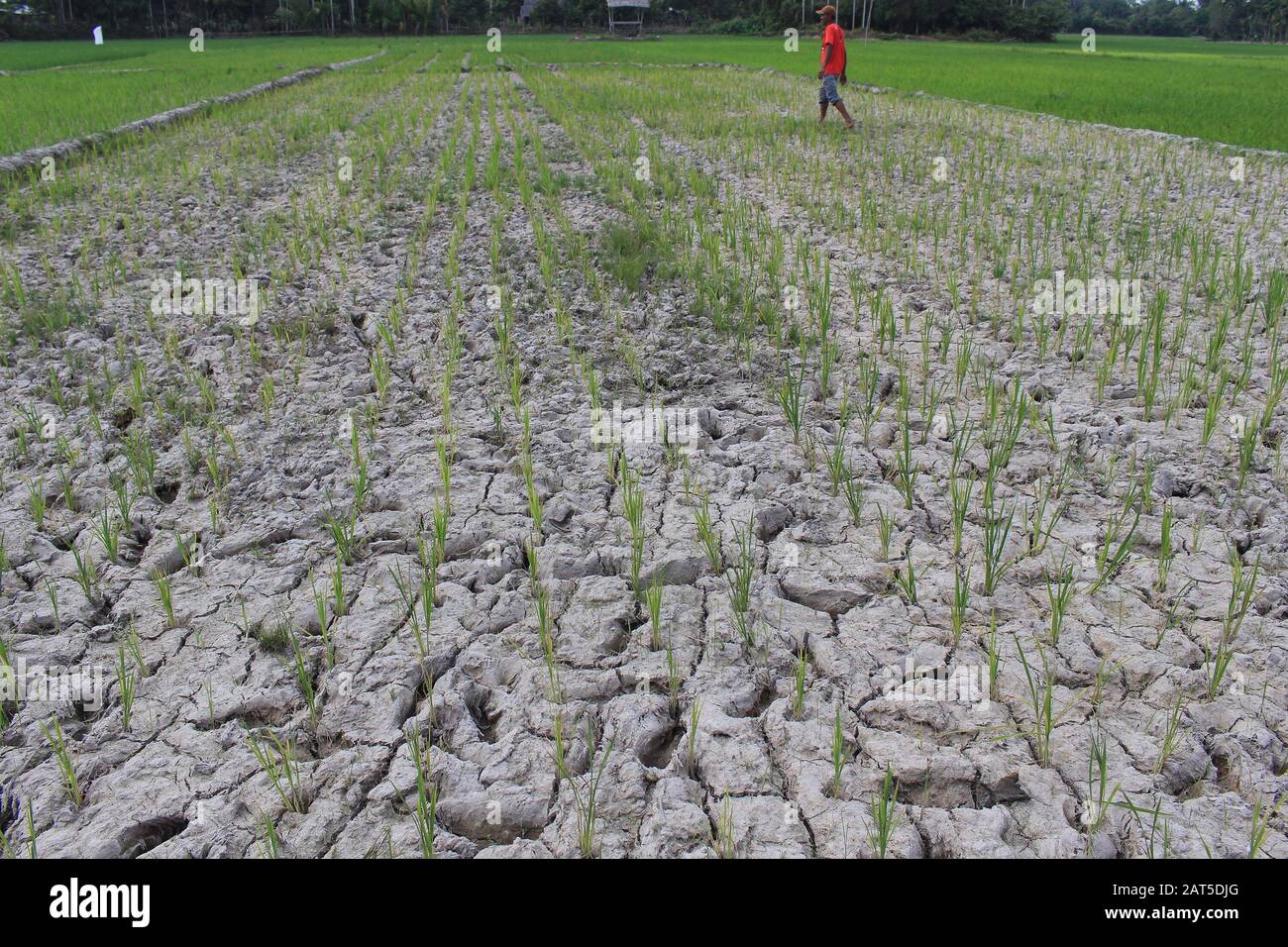 Rice fields hit by drought in North Aceh Regency.Farmers set up water ...
