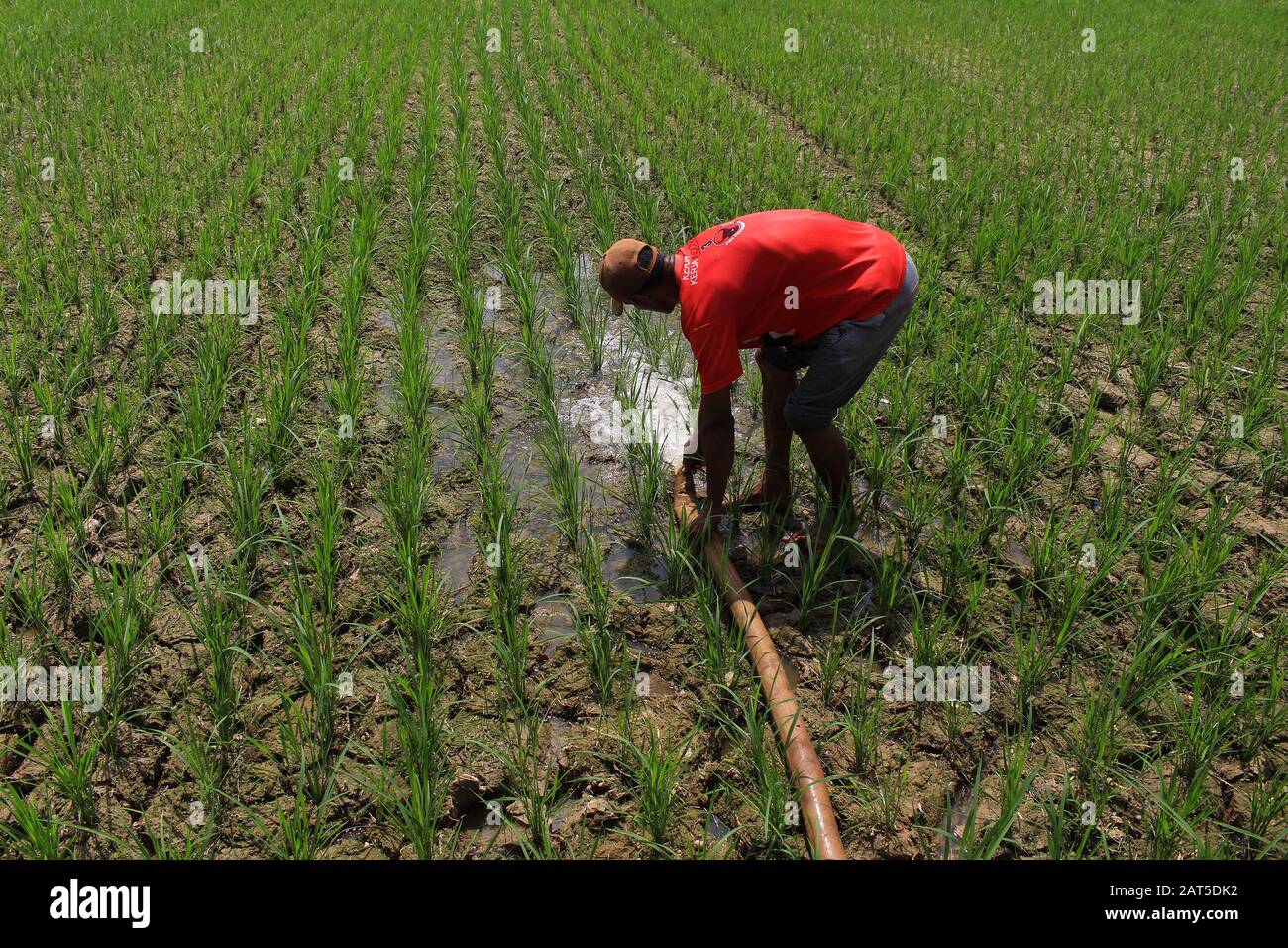 A farmer irrigates water to a rice field in North Aceh Regency.Farmers ...