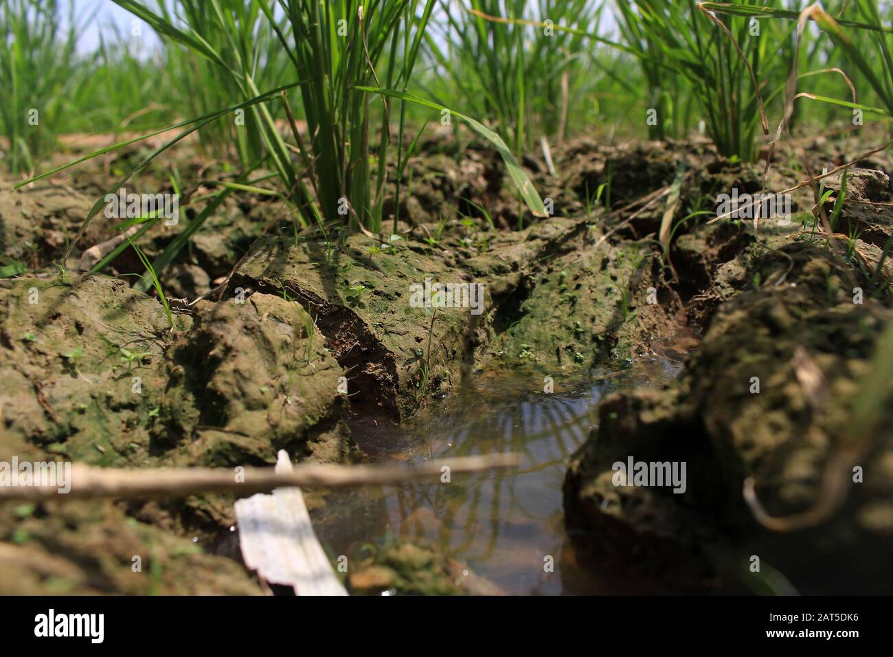 View of irrigated water to the rice field in North Aceh Regency.Farmers ...