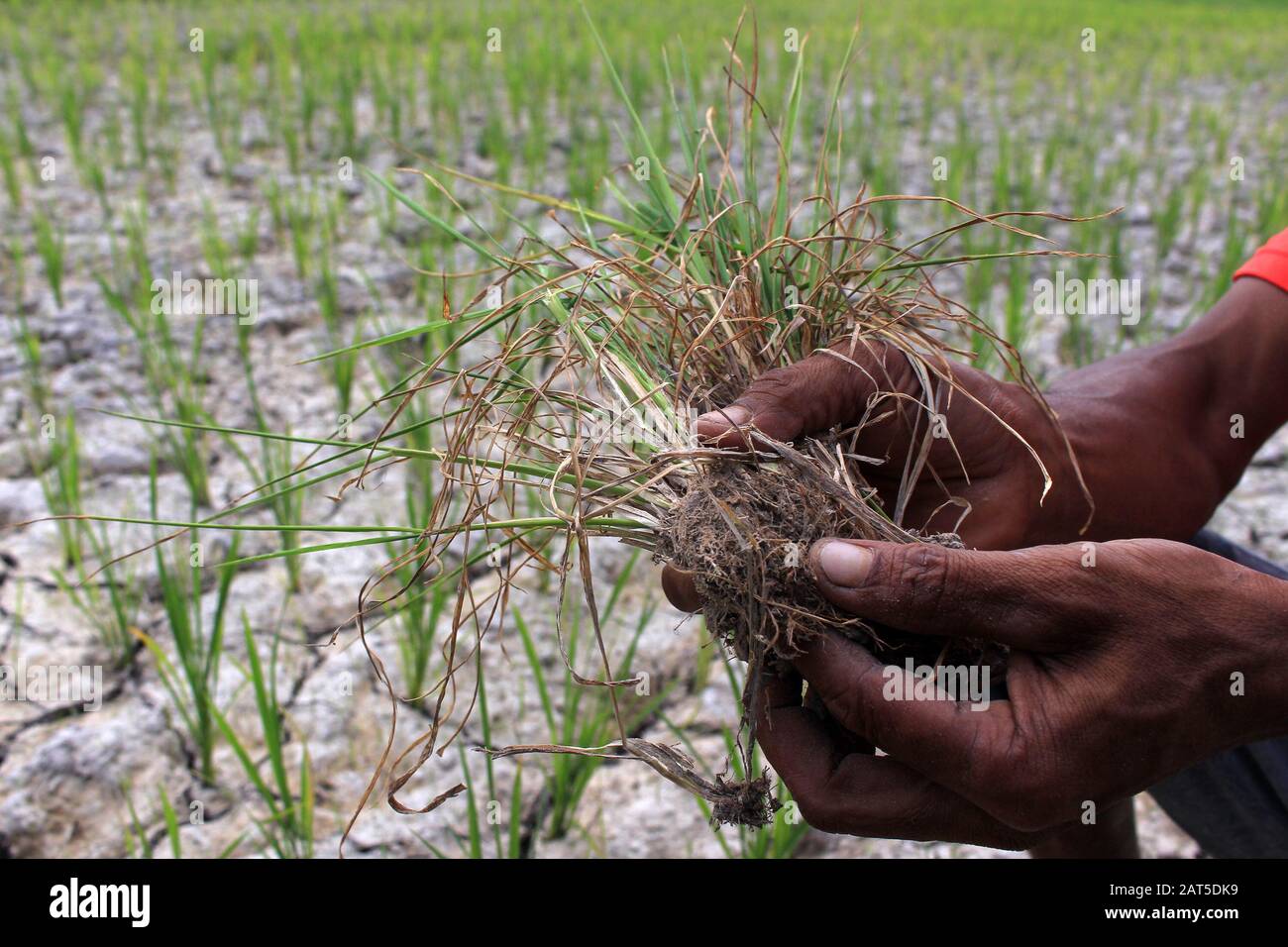 Rice fields hit by drought in North Aceh Regency.Farmers set up water ...