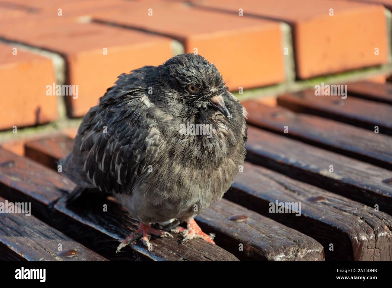 Sick pigeon hi-res stock photography and images - Alamy