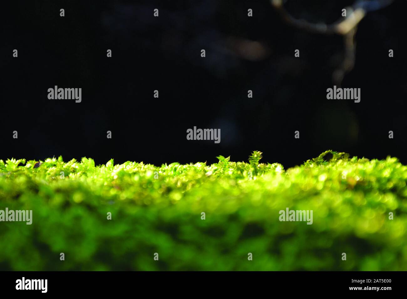 Micro green grass Stock Photo - Alamy