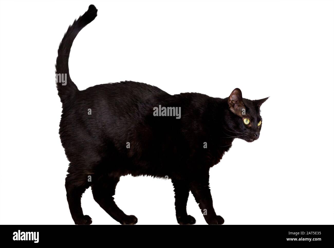 Black cat walking side view Cut Out Stock Images & Pictures - Alamy