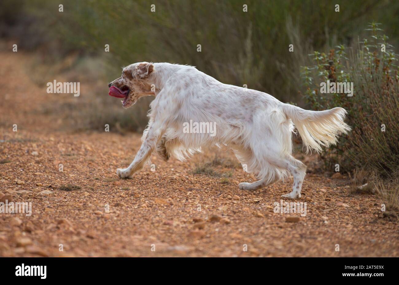white setter running Stock Photo - Alamy