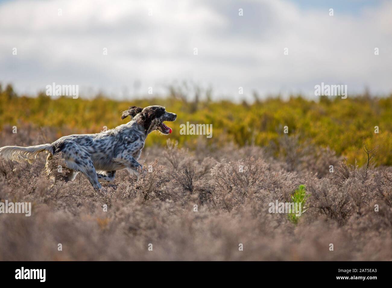 Spotted setter hi-res stock photography and images - Alamy