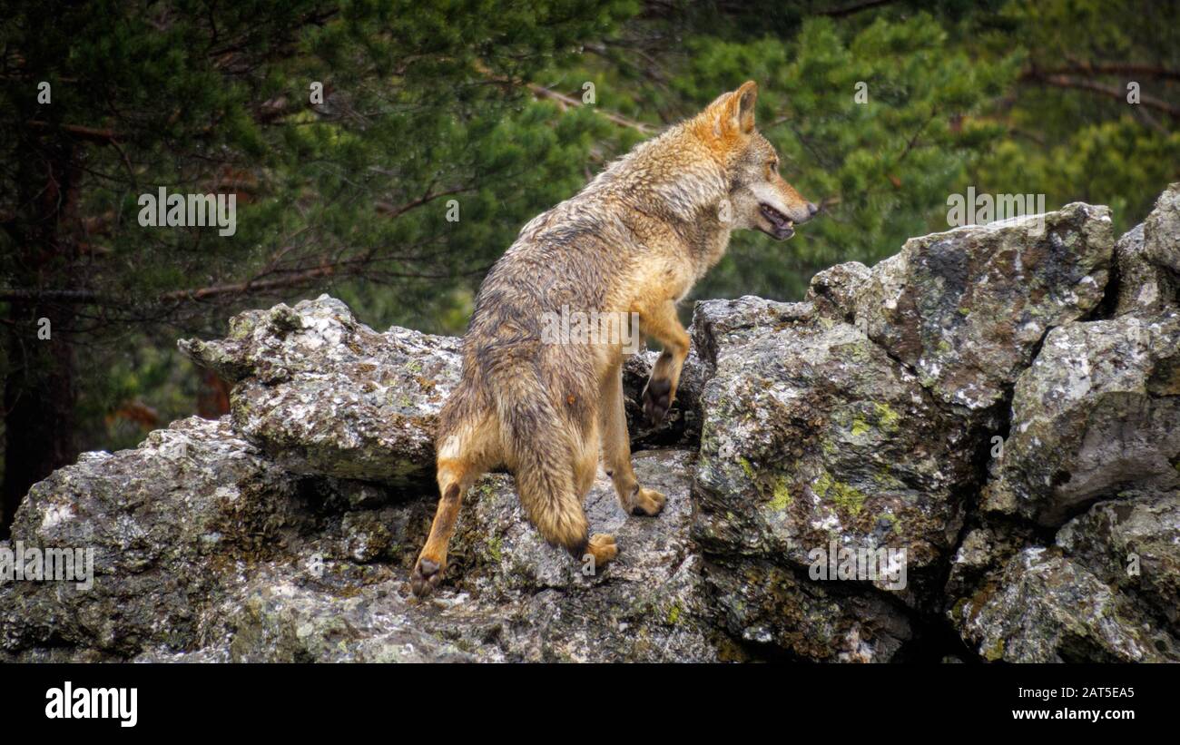 Furious wolf hi-res stock photography and images - Alamy