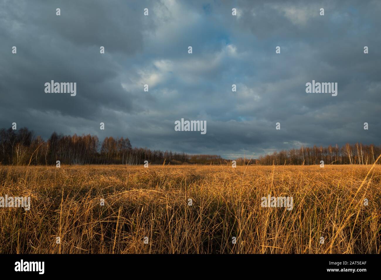 Orange tall grass, forest and stormy sky Stock Photo - Alamy