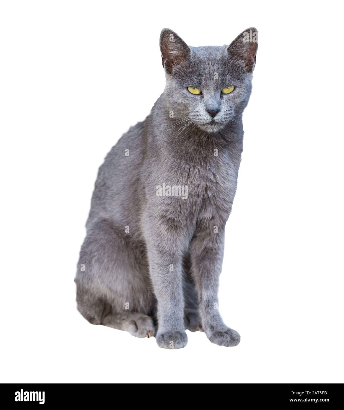 Chartreux Cat High Resolution Stock Photography and Images - Alamy