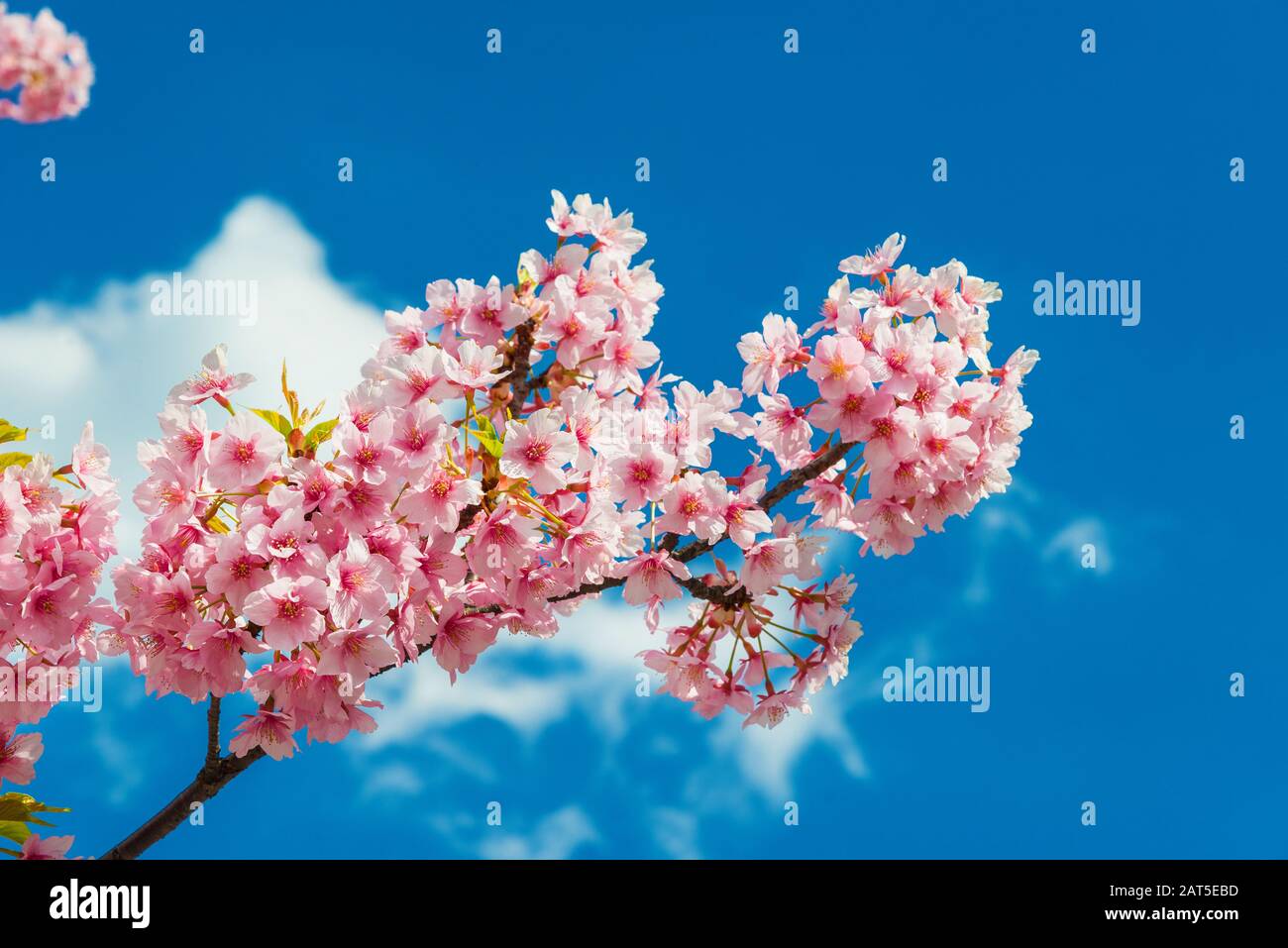 Spring in Japan. The famous cherry tree pink blossom against azure sky ...