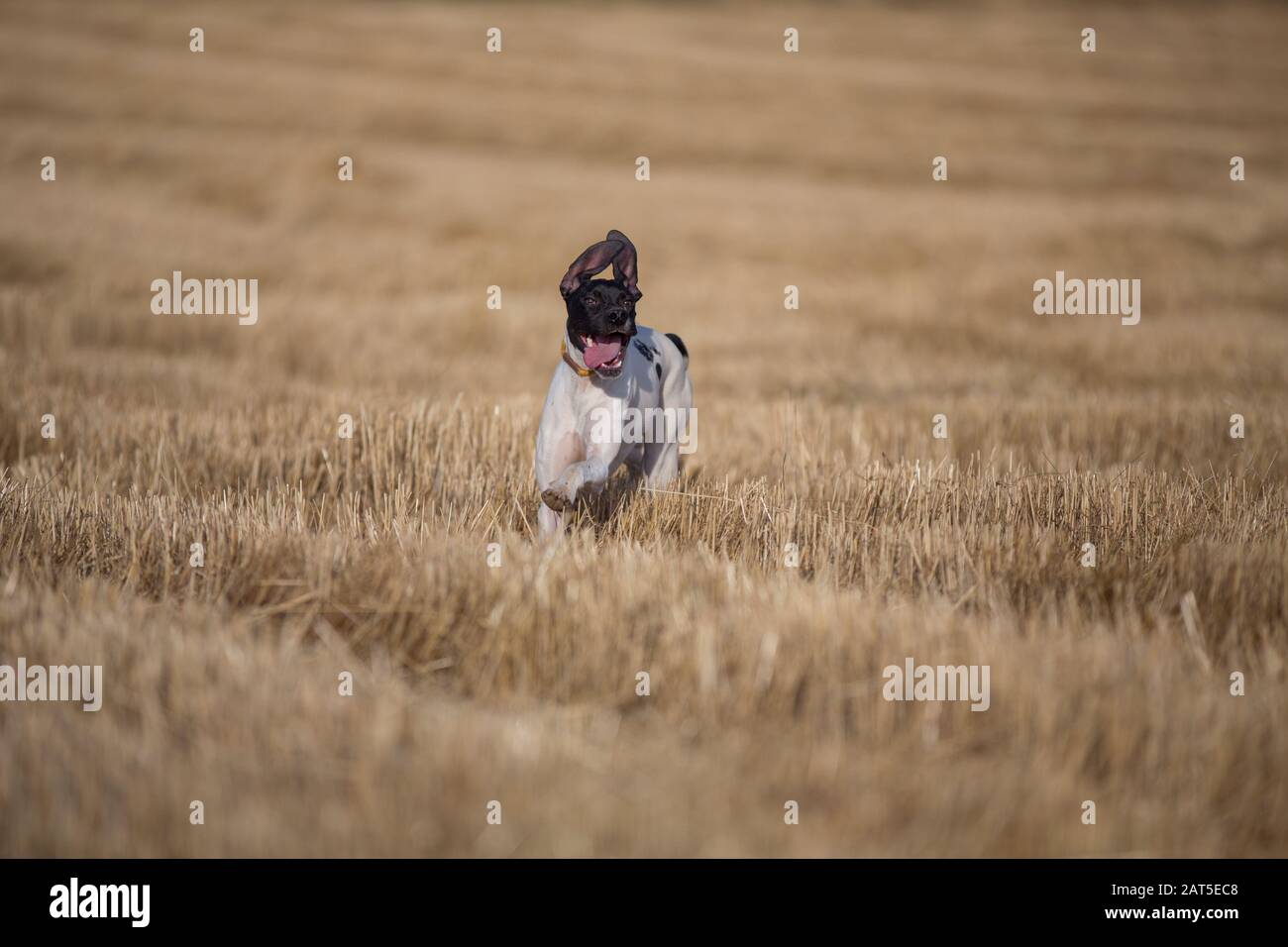 front view of pointer running Stock Photo - Alamy