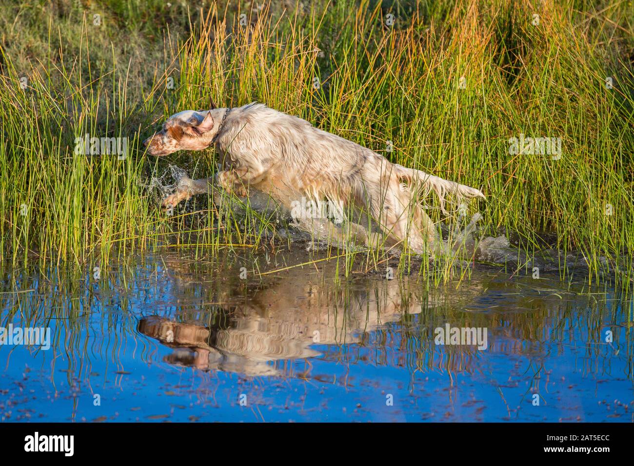 Setter and water Stock Photo - Alamy