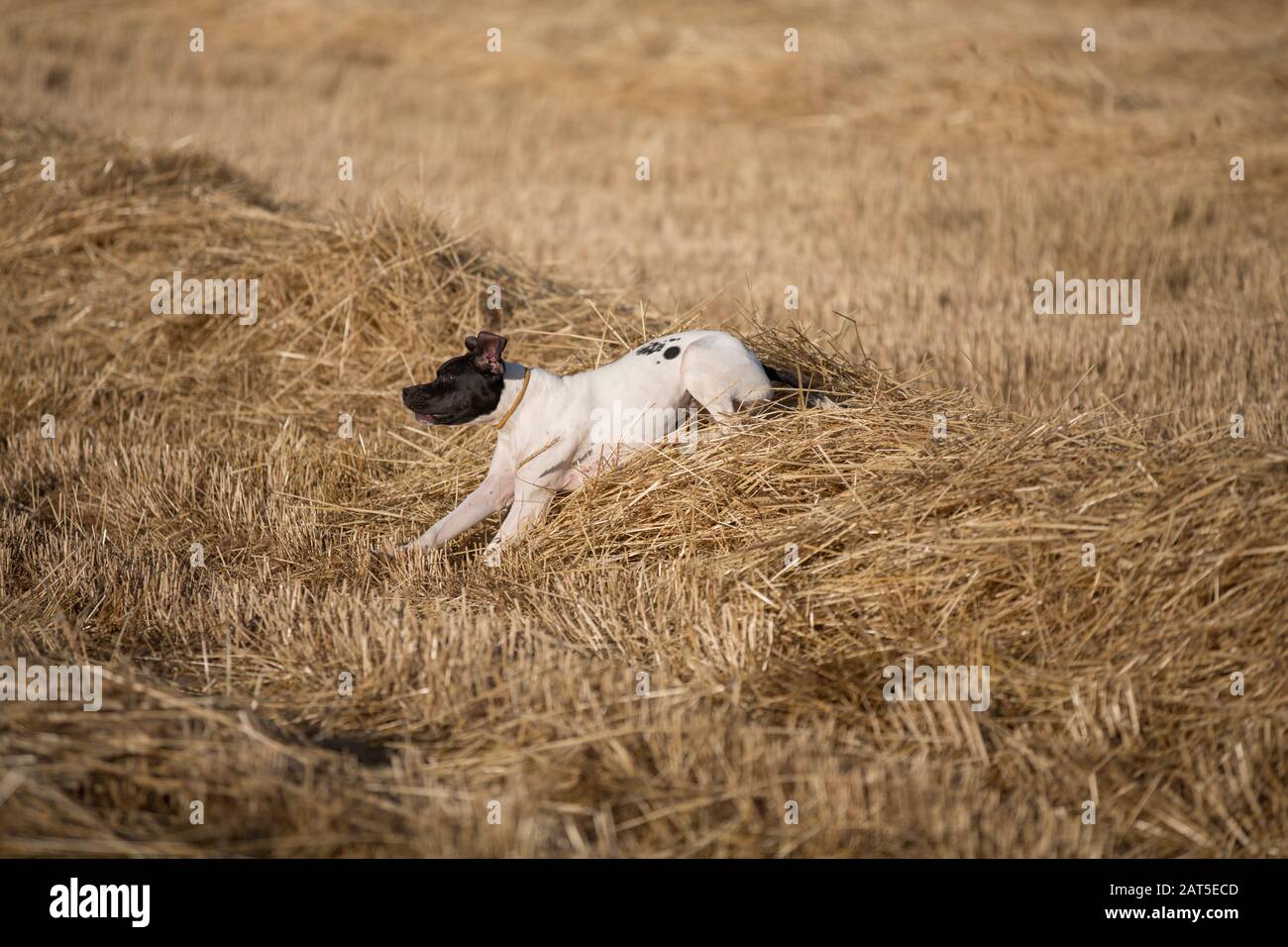 side view of pointer Stock Photo - Alamy