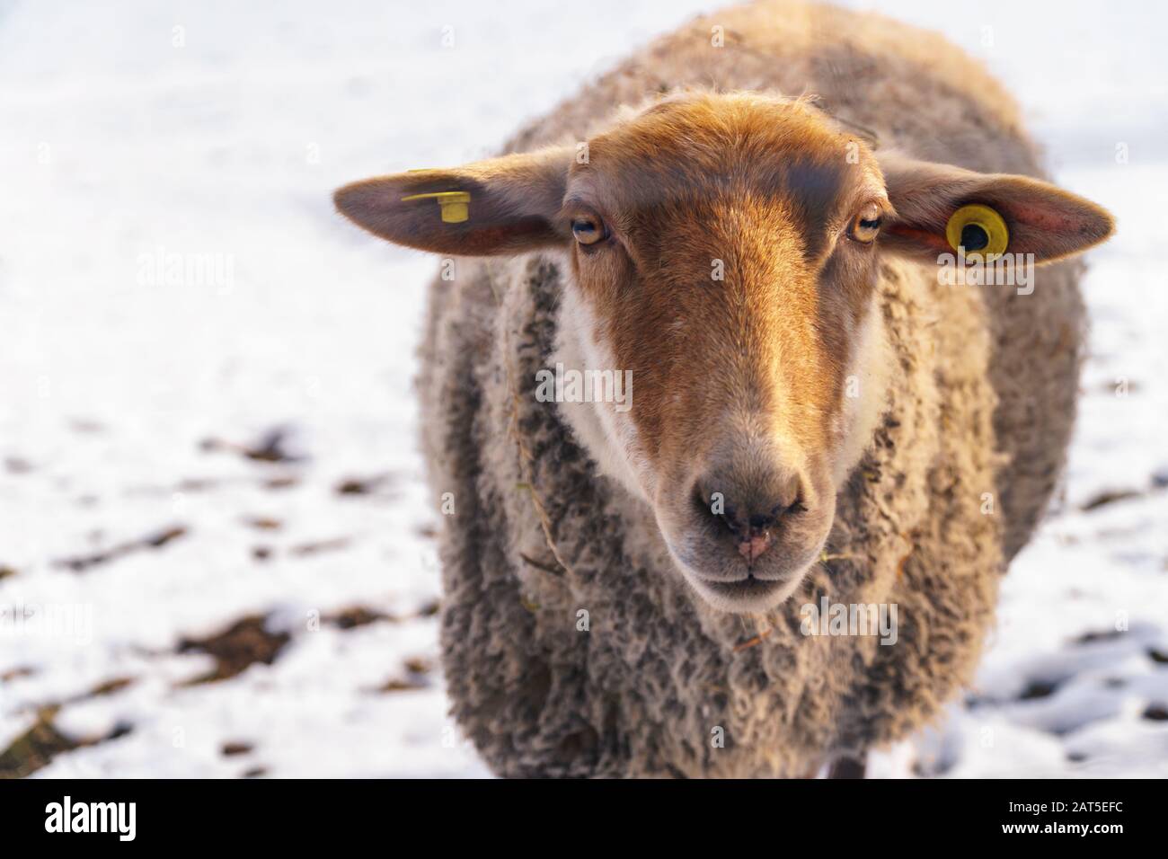 Closeup portrait of a brown sheep with yellow ear tags (earmark ...