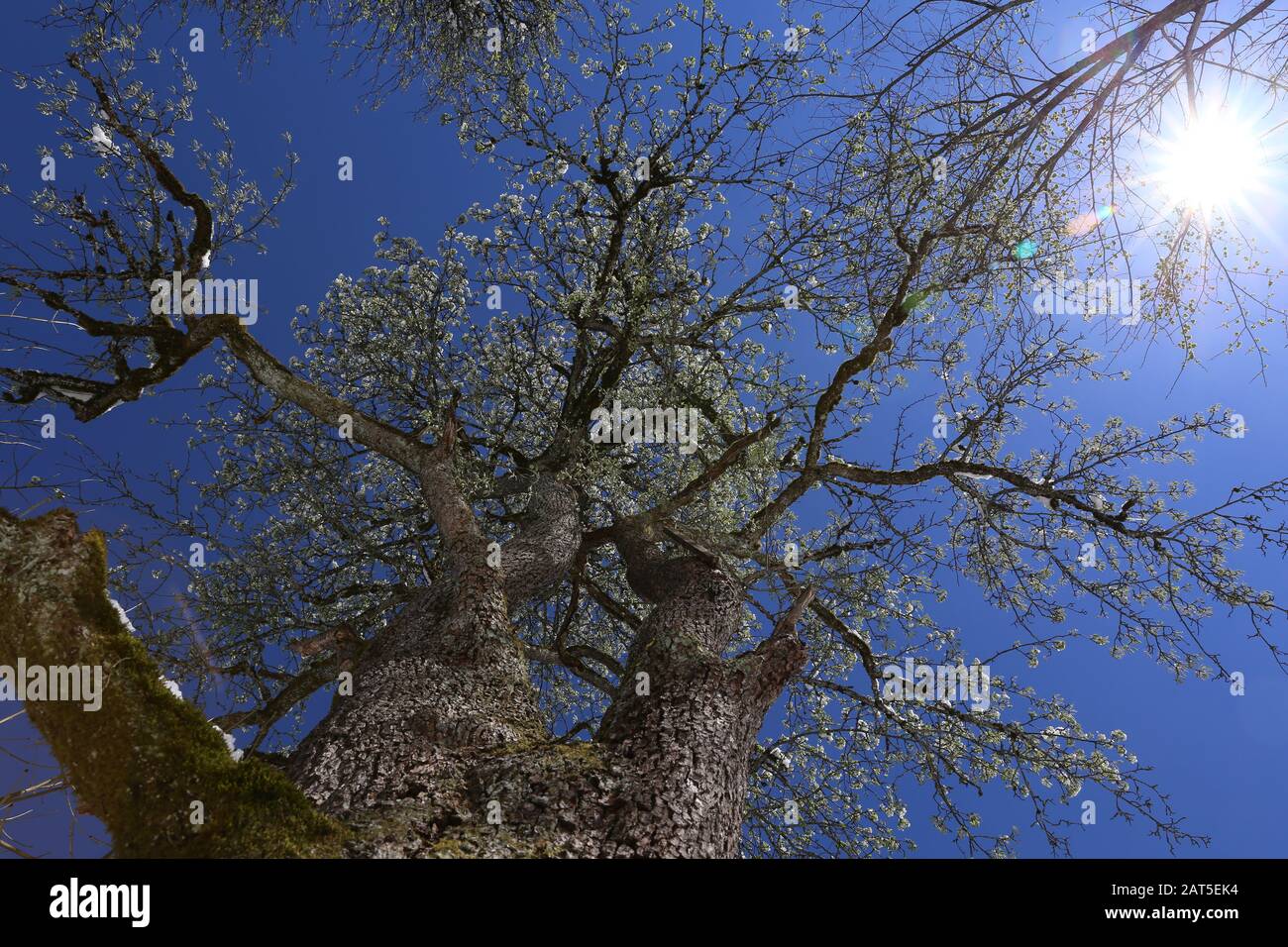 Natural background sun shines through hi-res stock photography and ...