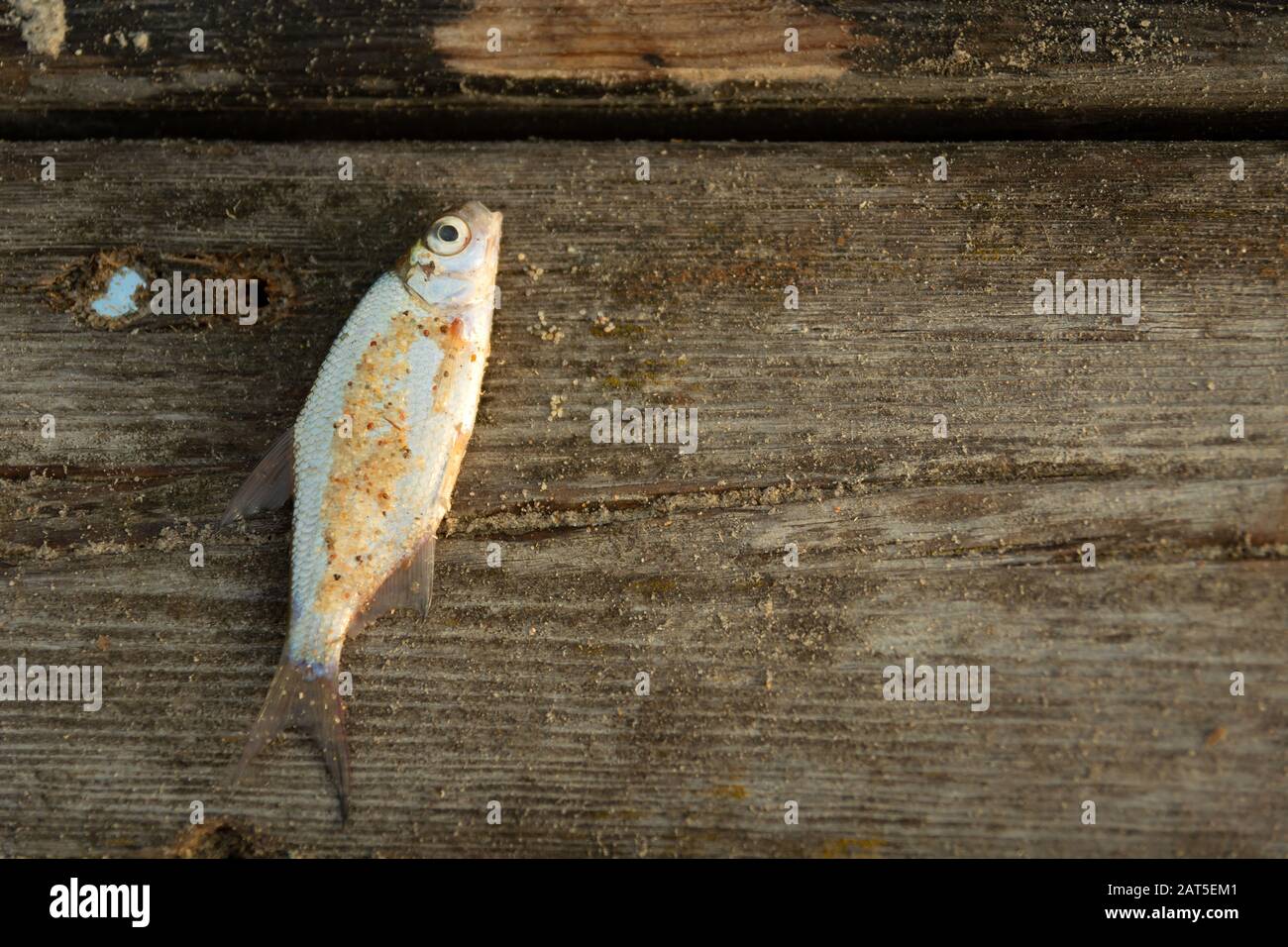 A small fish caught in a pond, lying on a wooden platform Stock Photo ...