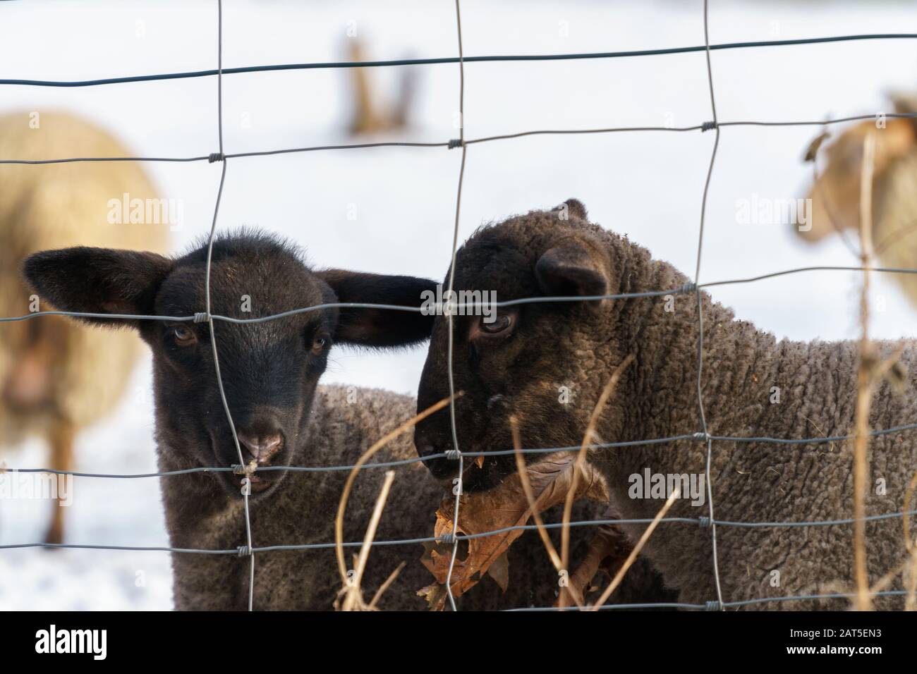 One lamb standing behind hi-res stock photography and images - Alamy