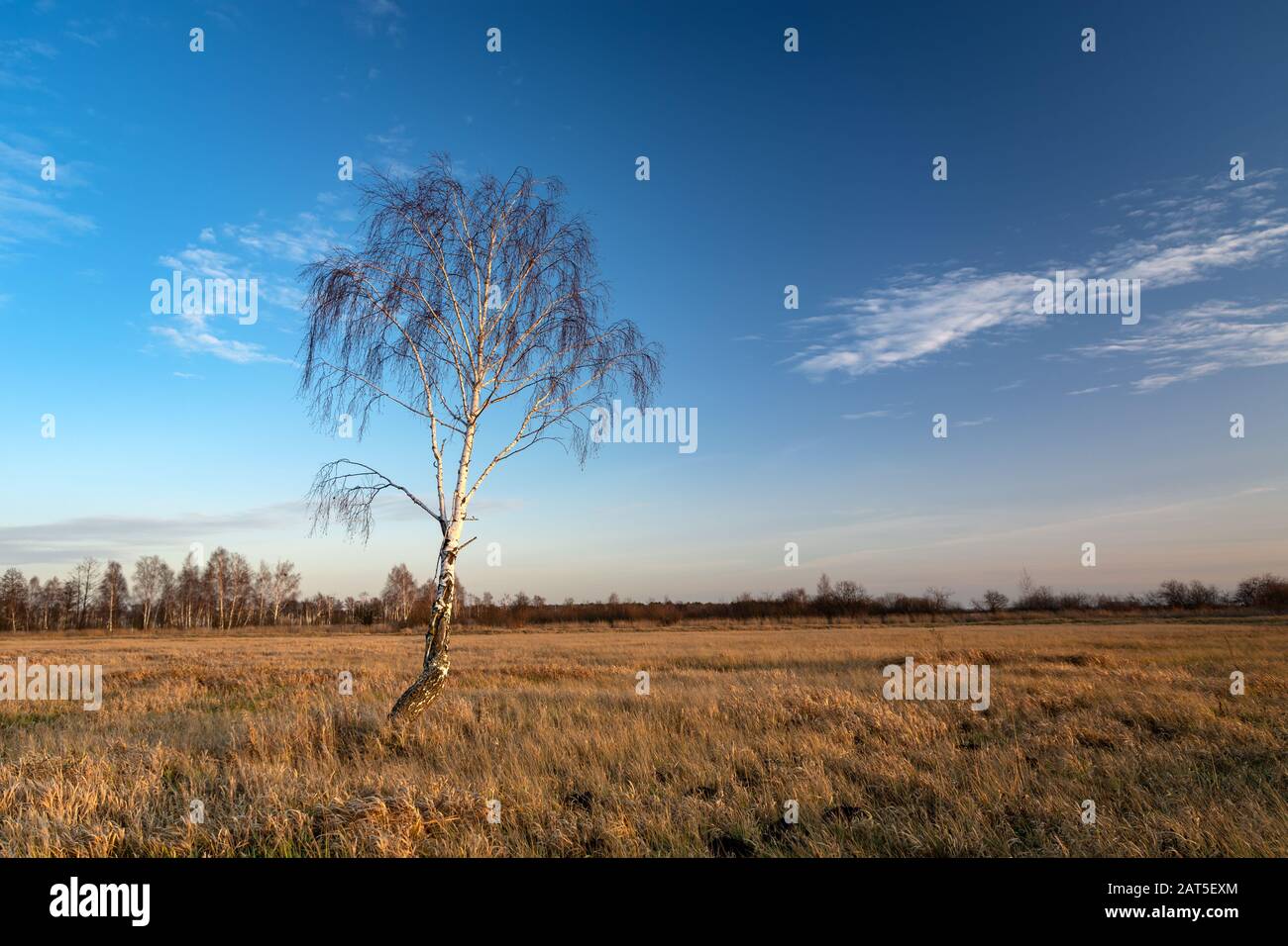 Birch tree without leaves hi-res stock photography and images - Alamy