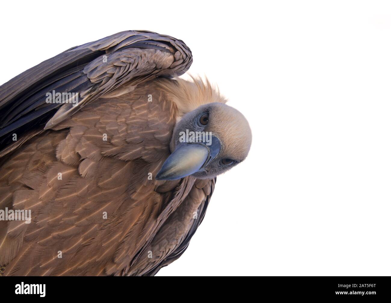 Scary looking animals hi-res stock photography and images - Alamy