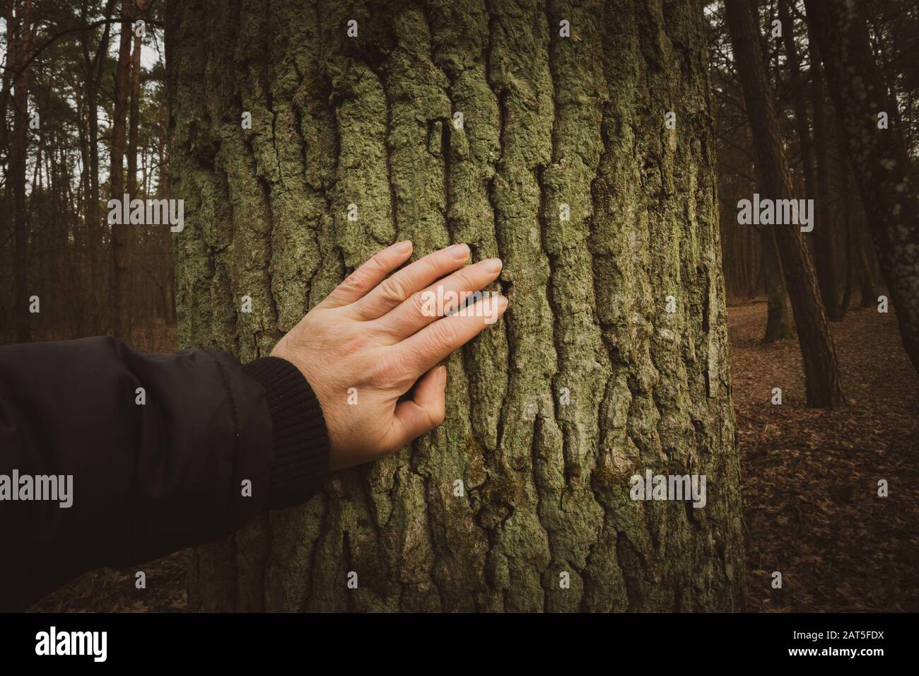 Human tree park hi-res stock photography and images - Alamy