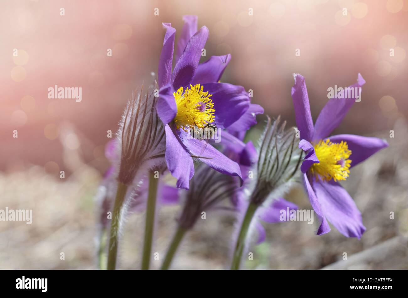 Purple snowdrop hi-res stock photography and images - Alamy