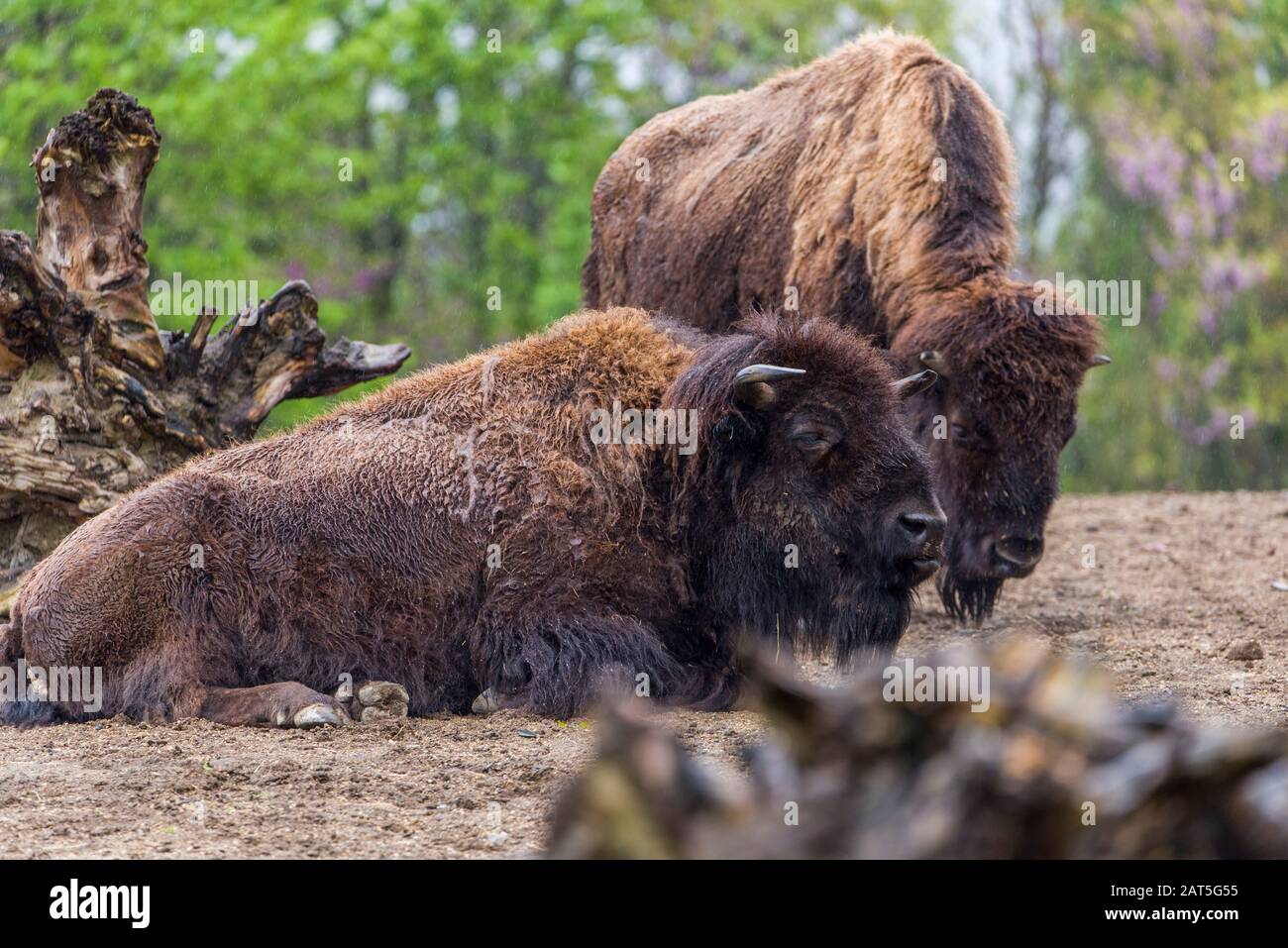 European bison - Bison bonasus. a large bull bufalo Stock Photo - Alamy
