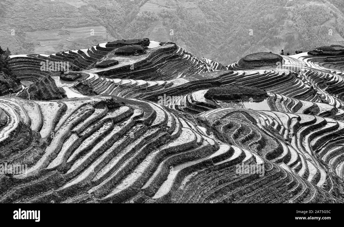 Rice fields in black and white Stock Photo - Alamy