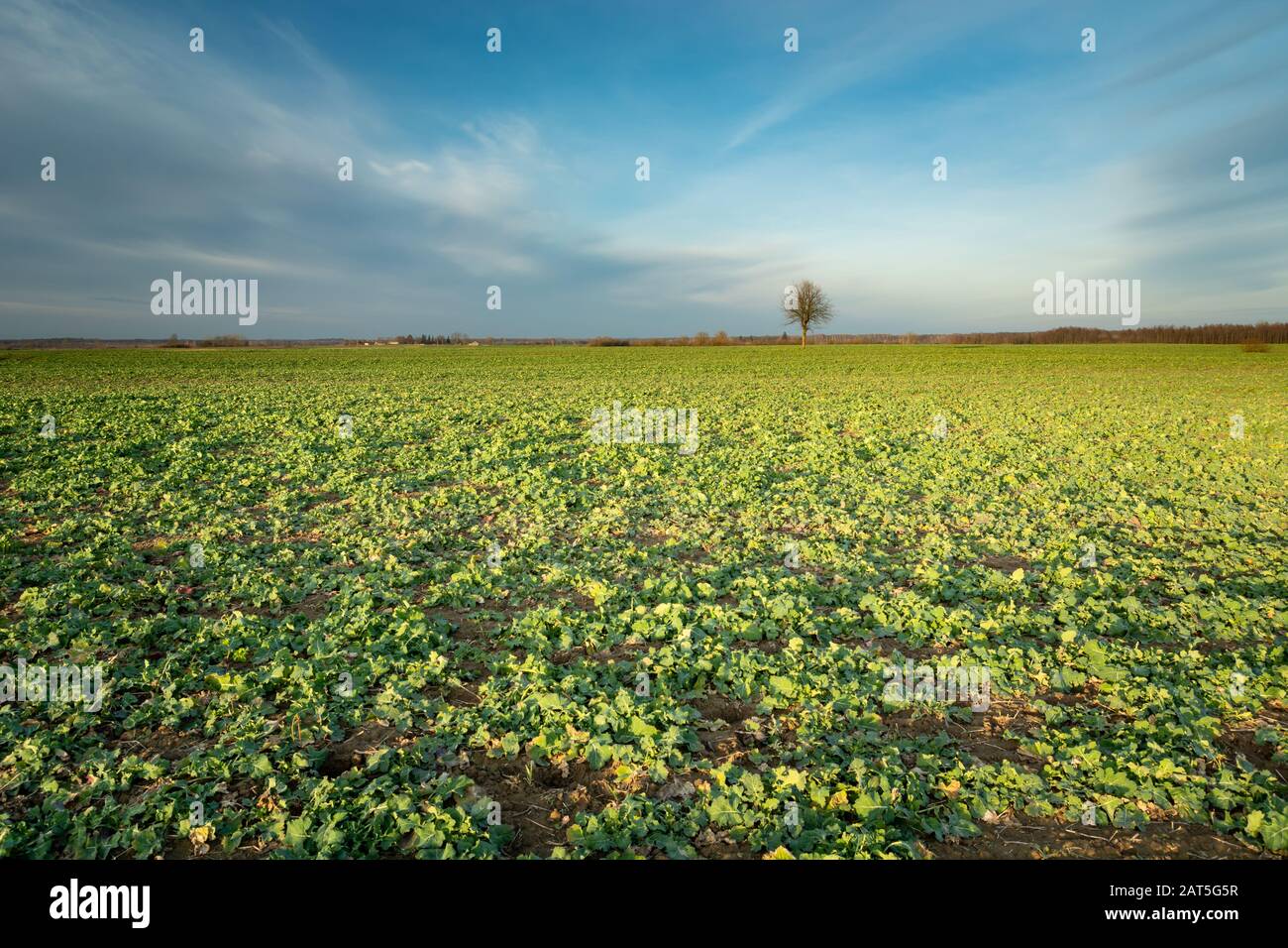 Turnip field hi-res stock photography and images - Alamy