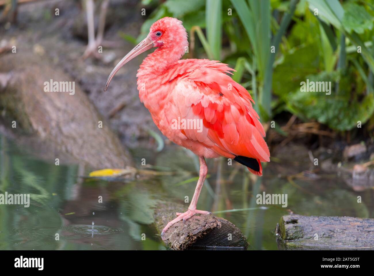 Scarlet Ibis bird Eudocimus ruber foraging on the ground. Scarlet ibis ...