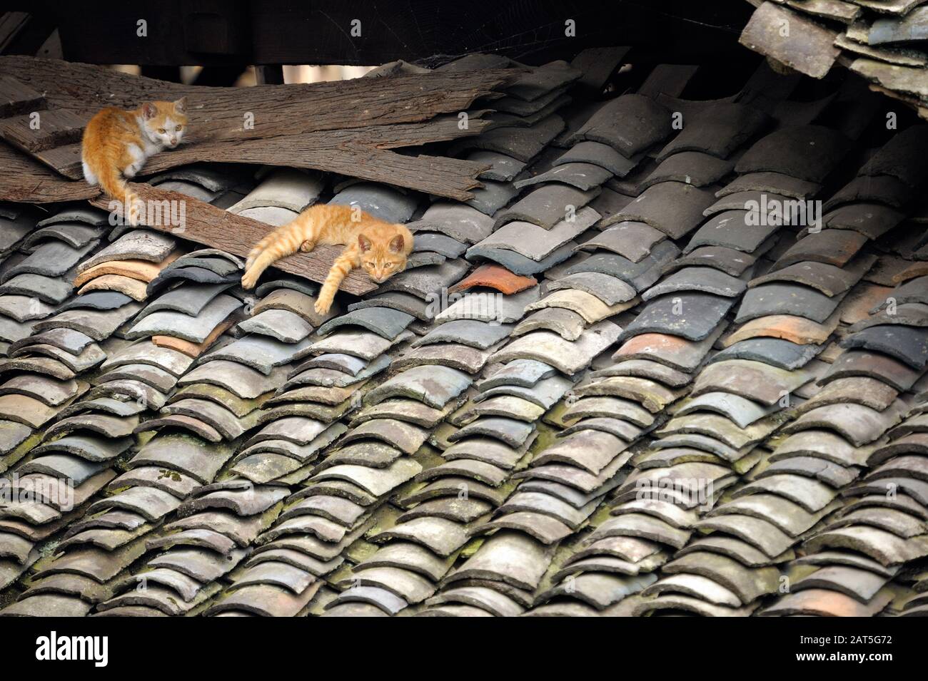 Feral cats laying on tiles covering ancient Chinese barn Stock Photo ...