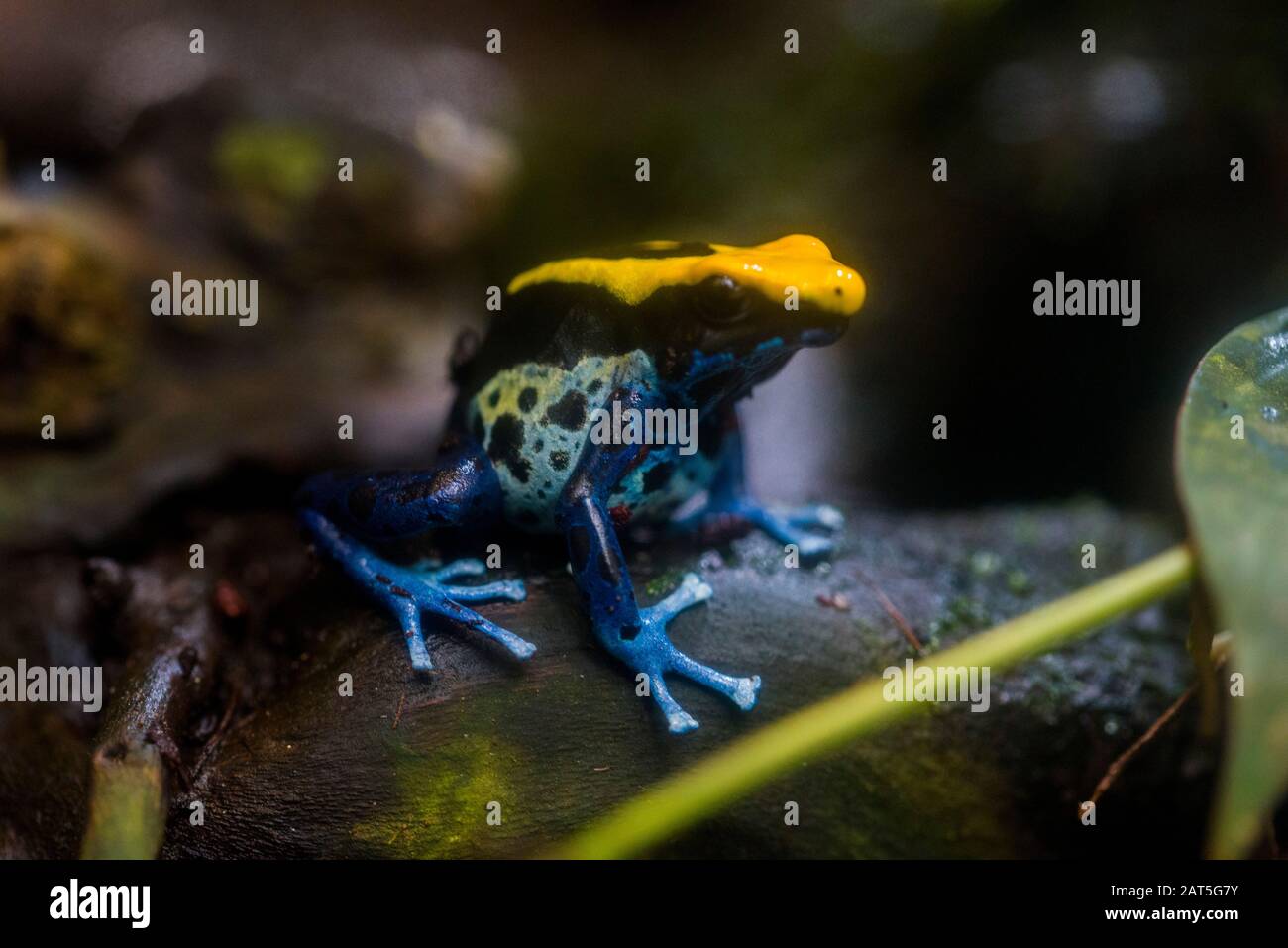 Poison dart frog. Dyeing dart frog, poisonous tropical frog Stock Photo ...