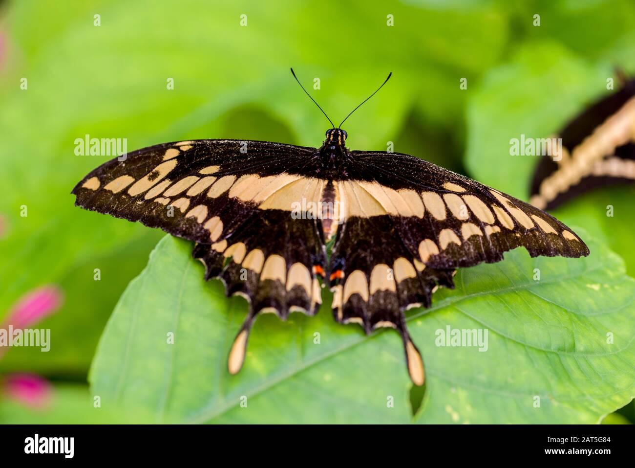 Arizona Butterfly High Resolution Stock Photography and Images - Alamy