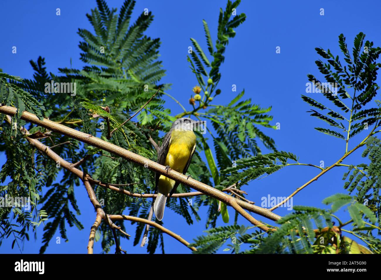 Coco bird hi-res stock photography and images - Alamy