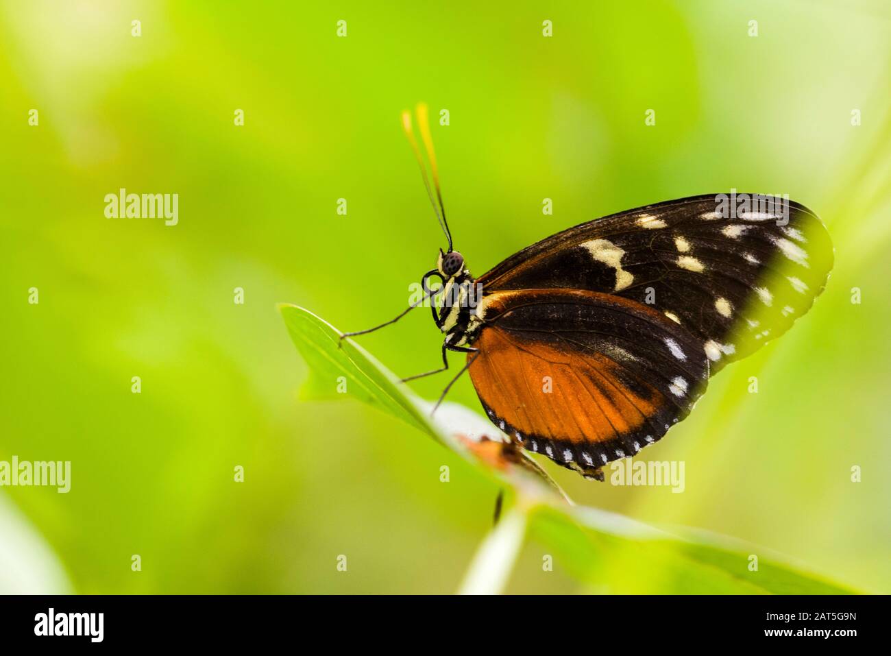 butterfly in the nature green forest habitat, South of USA, Arizona ...