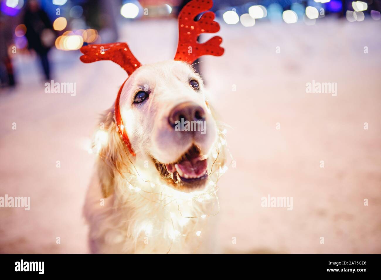 Labrador retriever dog in role of deer with red horns in evening winter ...