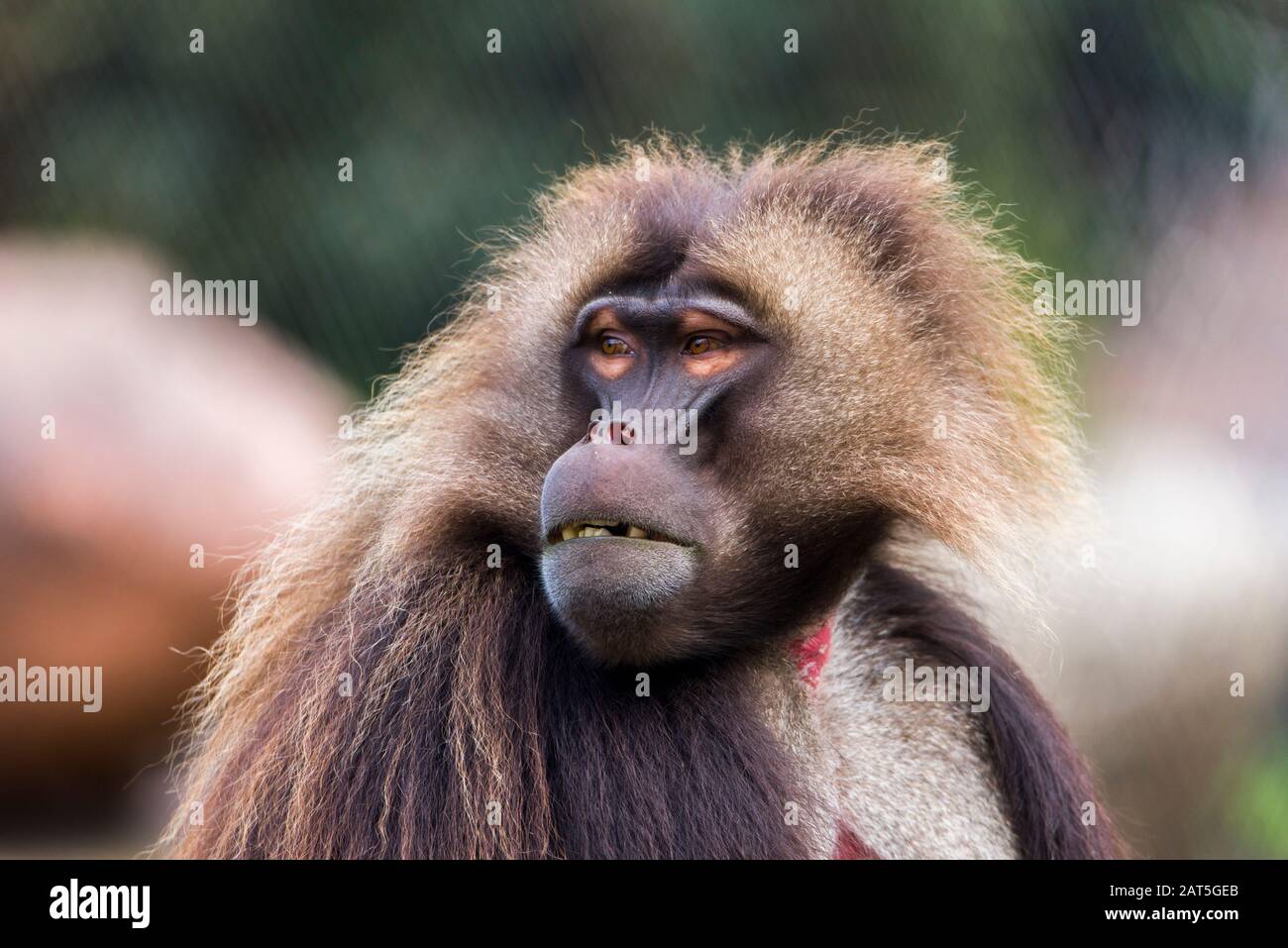 Male Gelada baboon, old world monkey, Theropithecus gelada aka bleeding ...